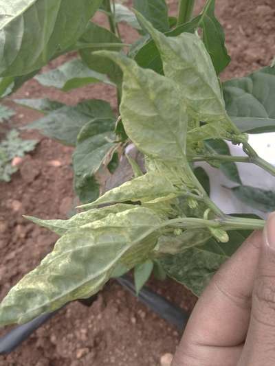 In chilli crop we are having leaves like this.erlier we sprayed super ...
