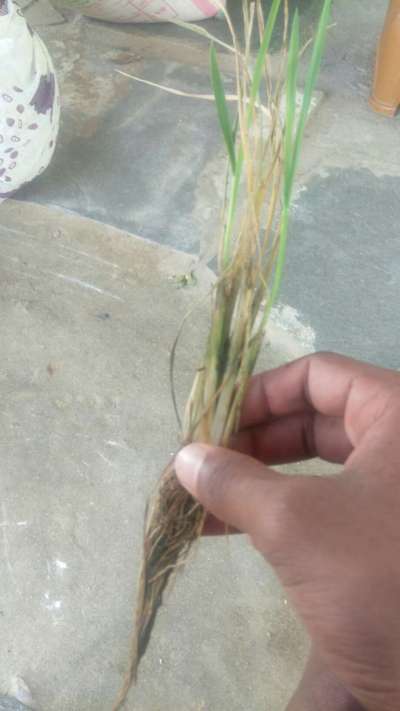 How we preventi this blast disease on paddy? | Community | Plantix