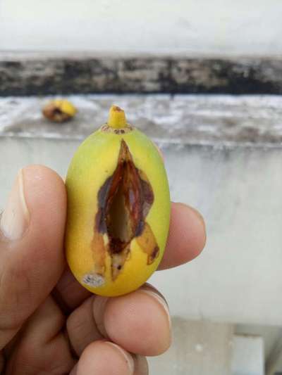 Tender mangoes gets rotten like shown | Community | Plantix