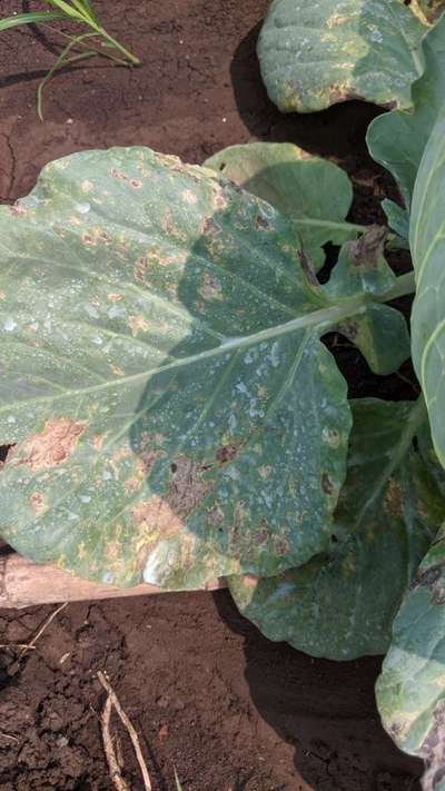 What disease is this on my cabbage leaves? | Community | Plantix