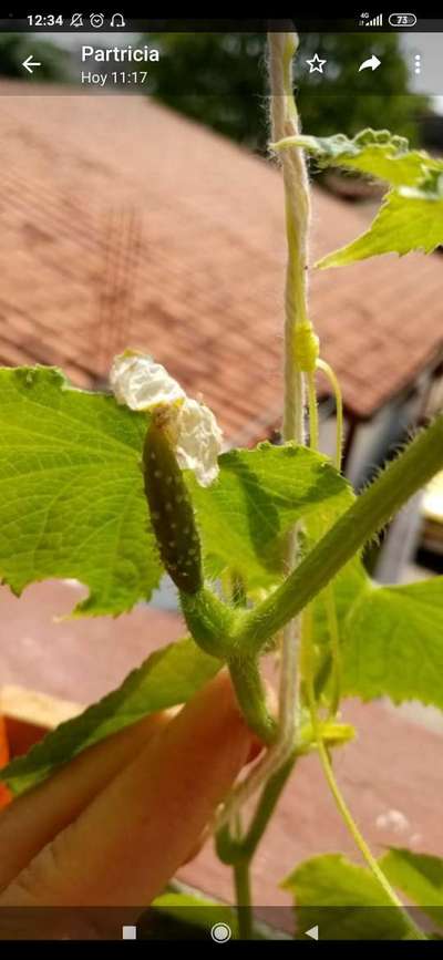 Por que abortan los pepinos? | Comunidad | Plantix