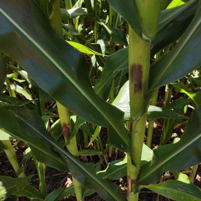 Podridão bacteriana ? | Comunidade | Plantix