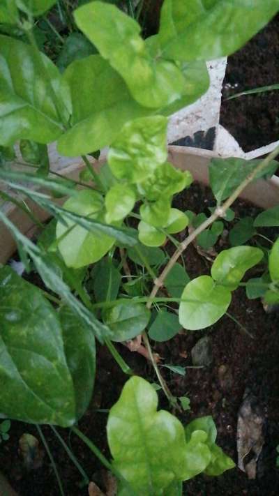 Reason for shrinking of this leaf. | Community | Plantix