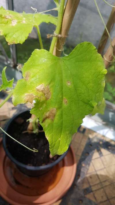 Light brown patches on cucumber leaves, they dry out and crack, removed ...