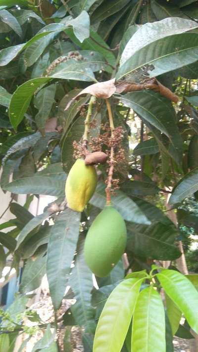 Why this premature ripening of mango happen ? Is this a disease or ...