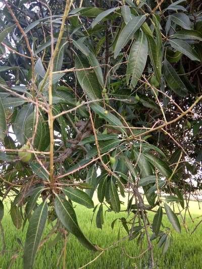 Mammi lo thanne purugu | సంఘం | ప్లాంటిక్స్
