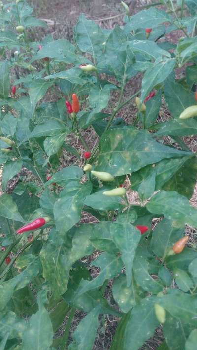 Menasina kayi chikkadaghide idakke parihara thilisi | ಸಮುದಾಯ | ಪ್ಲಾಂಟಿಕ್ಸ್