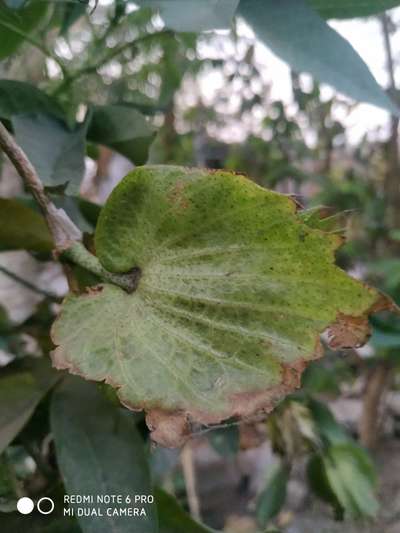 Is this fusarium wilt of cotton? | Community | Plantix