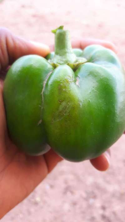 What is this appearance on capsicum fruit? | Community | Plantix