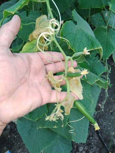 Cucumber plant front is burning | Community | Plantix