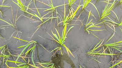 Paddy crop.. Deficiency or disease ? | Community | Plantix