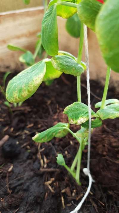 Qué puede tener mi planta? Y cómo puedo solucionarlo? | Comunidad | Plantix