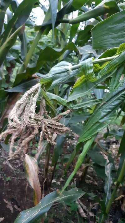 Hola. En mi cultivo de maíz se ven varias plantas con la ste tipo de ...