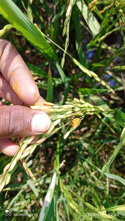 What is this disease and what pesticide should I spray? | Community ...