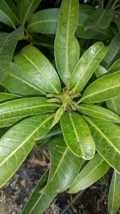 Putha Maggi pitha undi | సంఘం | ప్లాంటిక్స్