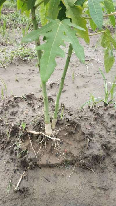 Is this root rot or what?? | Community | Plantix