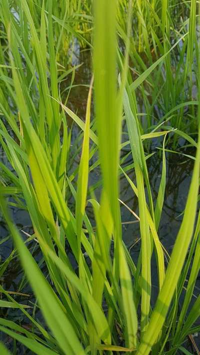 Tell me the deficiency in my crop | Community | Plantix