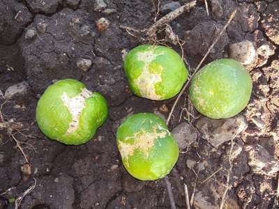 Rough rind issue on Nagpur Mandarin, Skin/ rind becomes white, rough ...