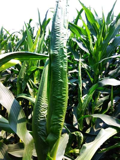Shrinking at the top of or whole maize plant . Why ? Please suggest ...