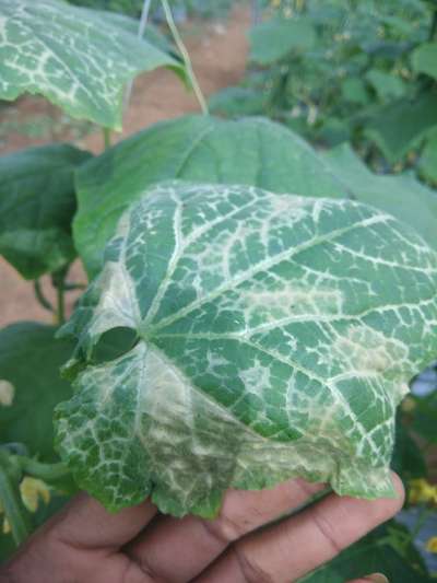 Discoloration of veins in cucumber....?? | Community | Plantix