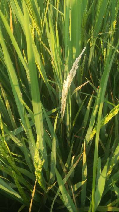 Variloni ginjalu lo emptyga undi avi endipothunnai deeniki parishkaram ...