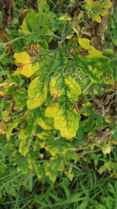 Bitter gourd which disease is this and how to cure this | Community ...