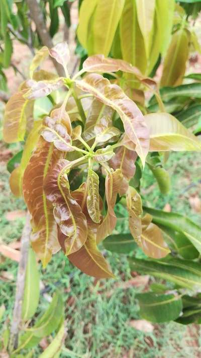 My mango crop 3 years old was facing iron deficiency problem then what ...