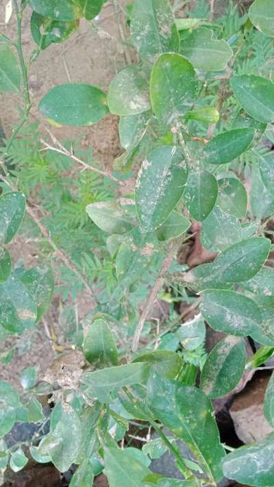 lemon-plant-is-not-growing-properly-community-plantix