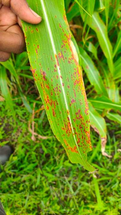 What is the disease and its control measures? | Community | Plantix