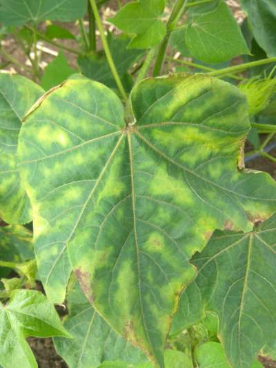 What is the problem with this plant | Community | Plantix