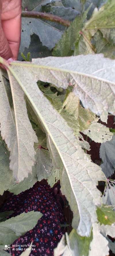 Leaves aduguna red mits and whites ga undi nivaranaku e mandhu spray ...