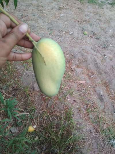 Abnormal shape of mango fruit | Community | Plantix