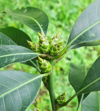 What should be recommendation for this problem | Community | Plantix