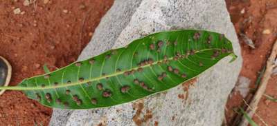 Some leaves of my mango tree are infected with this spots. | Community ...