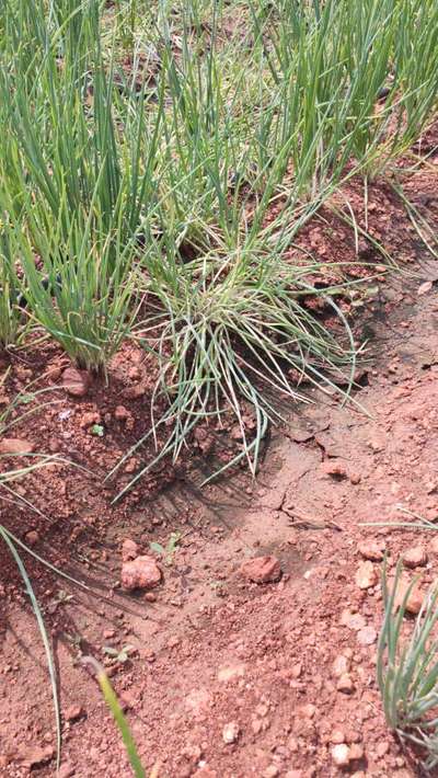 What kind of disease this , the stem of onion crop is dead | Community ...