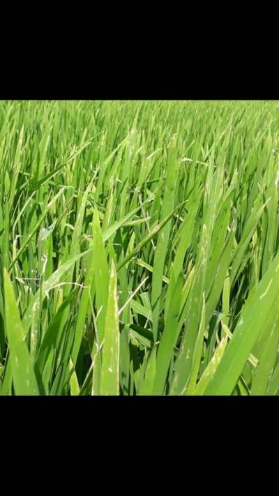 Top part of paddy leaves turning to white colour. Why this happens and ...
