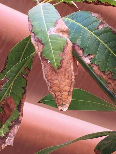 What is the problem with my mango tree? | Community | Plantix