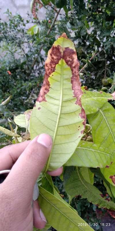 This is 5 years old mango tree. Leaves are getting dried up up. It is ...