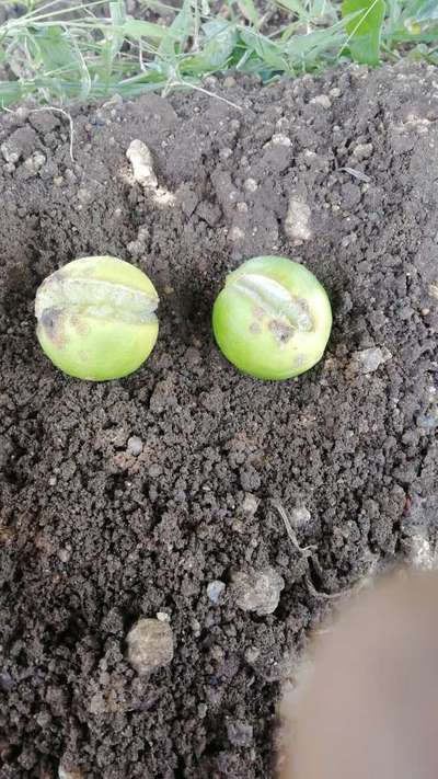 Automatically cracking of off the lemon tell me what is the reason ...