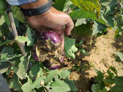 Please suggest what we do and what is the problem of my brinjal ...
