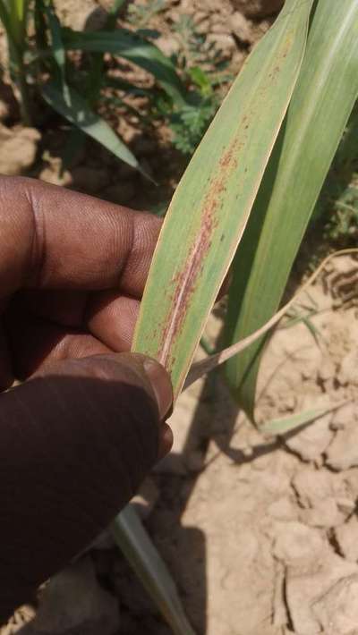 is it red stripe disease or red rot | Community | Plantix