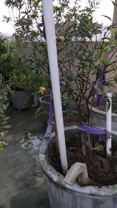 All flowers dropped one' by one | Community | Plantix