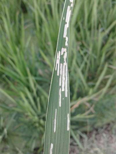 Which pest control is used to prevent this disease | Community | Plantix