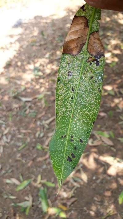 What's this disease in mango leaf | Community | Plantix