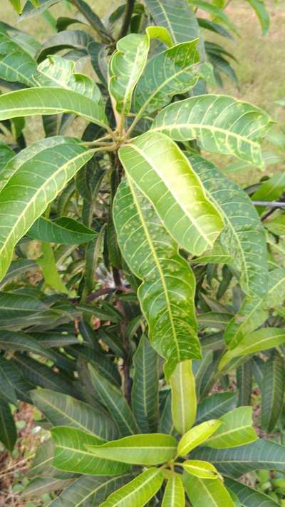 आंब्याच्या झाडाची पानावर लालसर ठिपके पडतात. | कृषी समुदाय | प्लँटिक्स