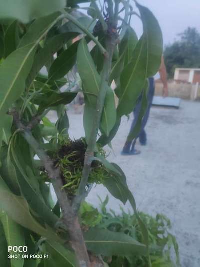 Mango malformation on my mango. | Community | Plantix
