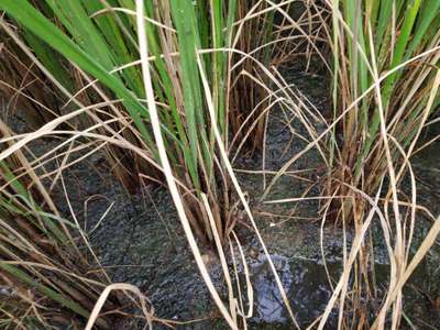 Mosquitoes attack to the field please suggest fertilizers to the speedy ...