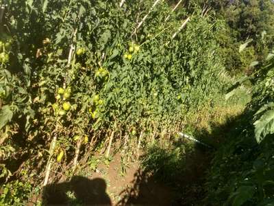 Como combater o verticilio !? | Comunidade | Plantix