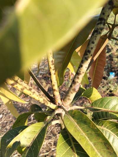 Mango branches having black / brownish spots | Community | Plantix