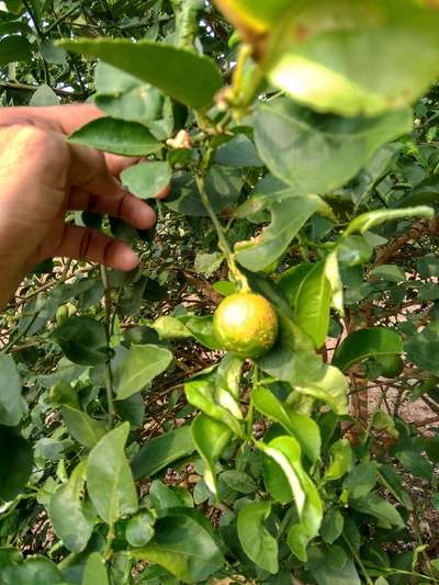 Lemon kaya meeda yellow dots is comming, why r u reason this type of ...